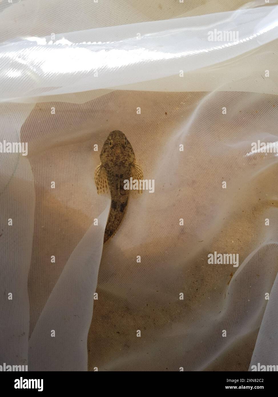 Freshwater Sculpins (Cottus) Actinopterygii Stock Photo - Alamy