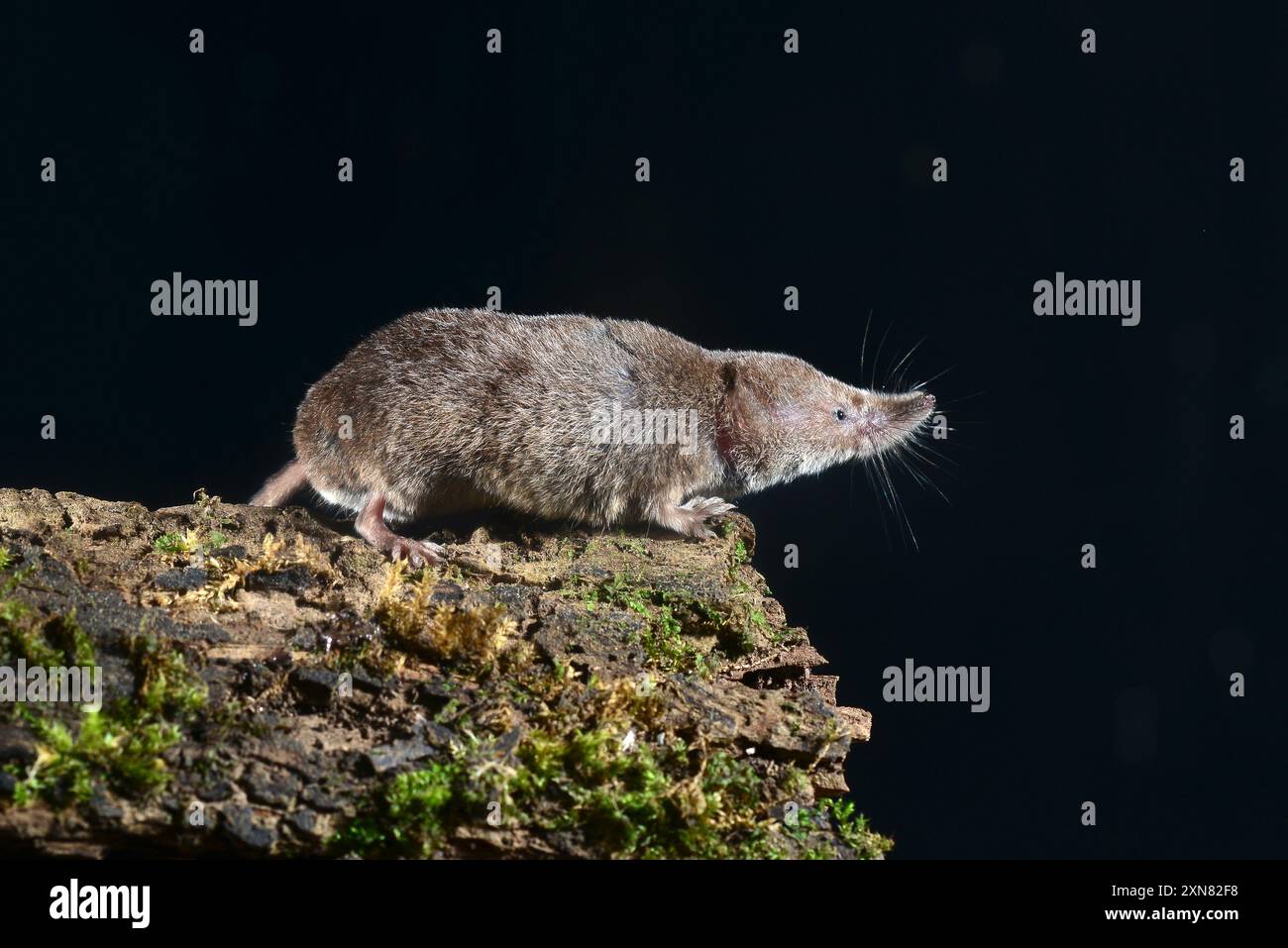 Small common shrew hi-res stock photography and images - Alamy