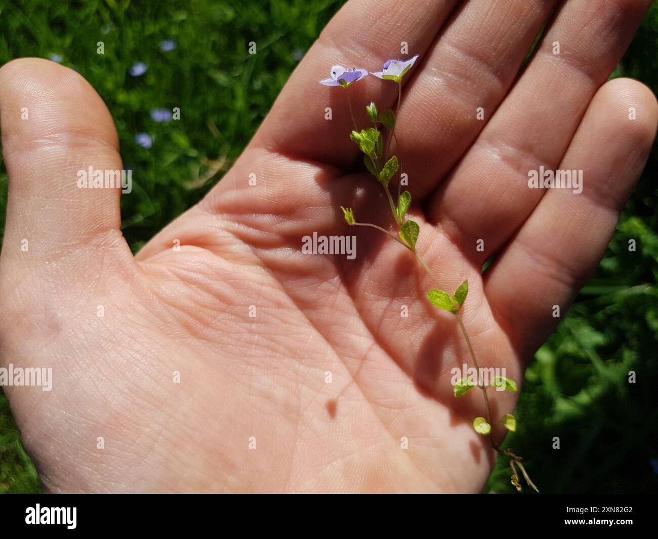 Slender speedwell (Veronica filiformis) Plantae Stock Photo - Alamy