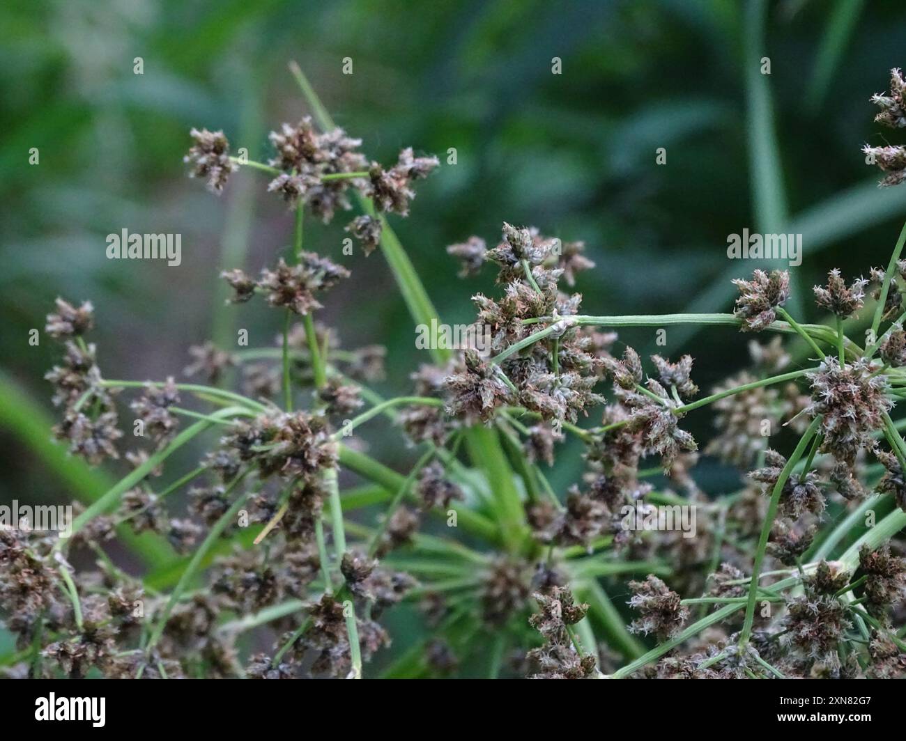 Panicled Bulrush (Scirpus microcarpus) Plantae Stock Photo - Alamy
