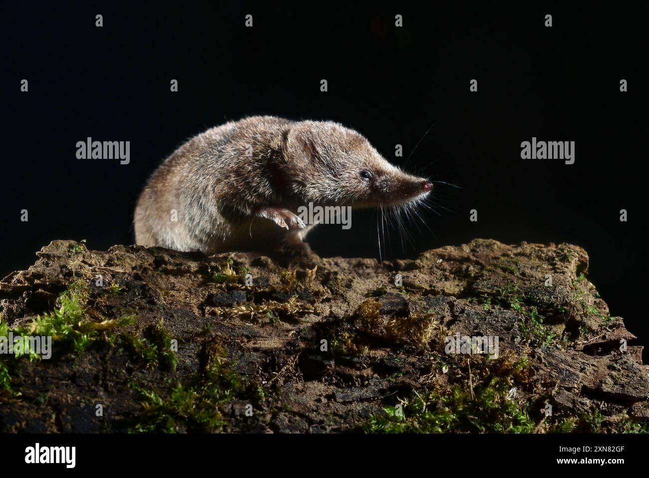 Common shrew image hi-res stock photography and images - Alamy