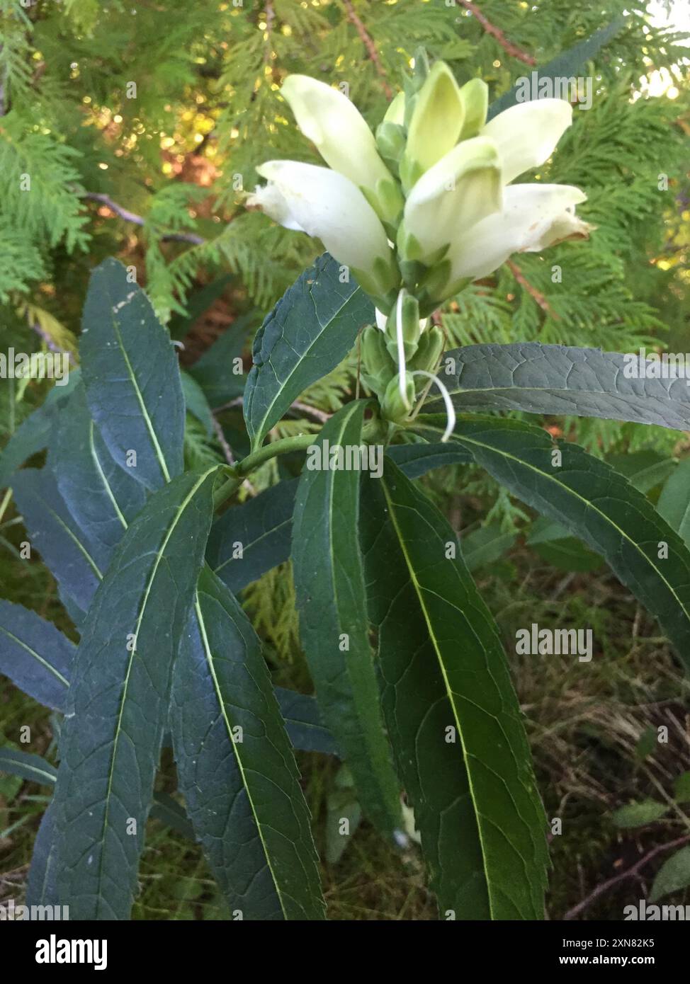 white turtlehead (Chelone glabra) Plantae Stock Photo - Alamy