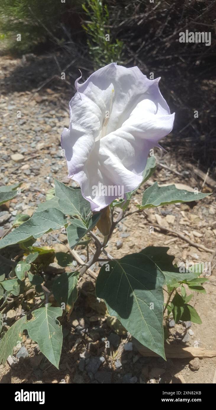 Sacred Datura (Datura wrightii) Plantae Stock Photo - Alamy
