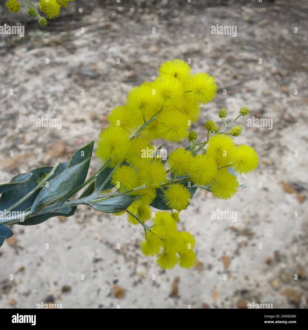 Queensland silver wattle (Acacia podalyriifolia) Plantae Stock Photo ...