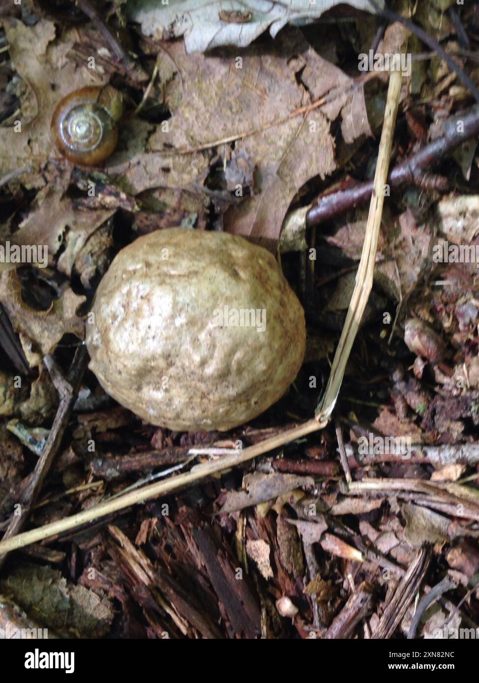 puffballs (Lycoperdaceae) Fungi Stock Photo - Alamy