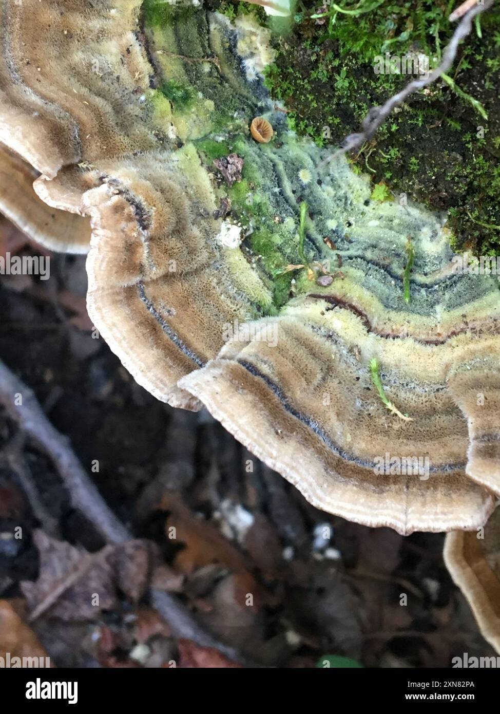 turkey-tail (Trametes versicolor) Fungi Stock Photo - Alamy