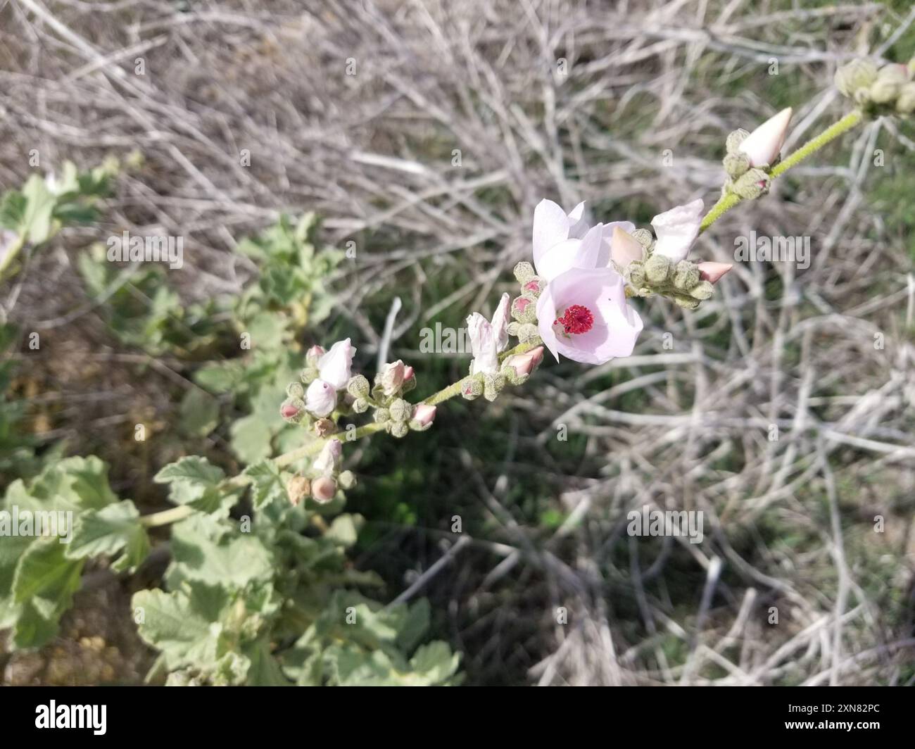 southern coastal bushmallow (Malacothamnus fasciculatus) Plantae Stock ...