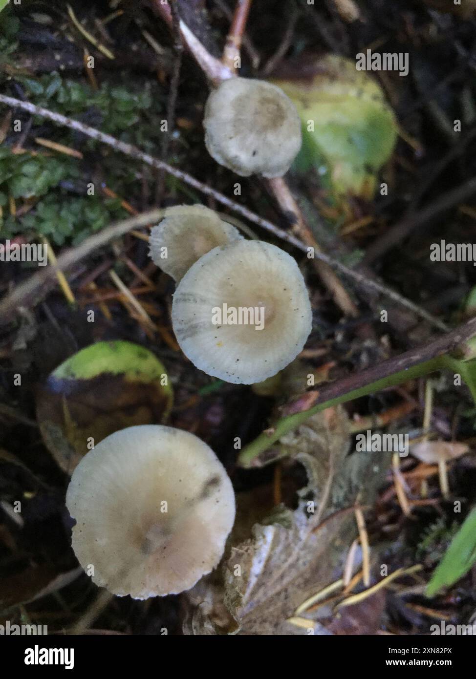 (Mycena robusta) Fungi Stock Photo - Alamy