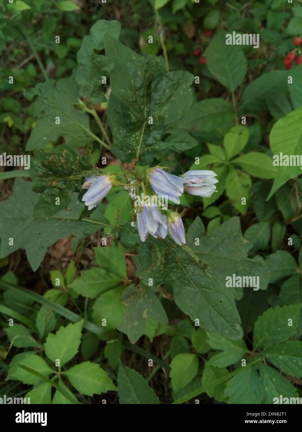 Carolina horsenettle (Solanum carolinense) Plantae Stock Photo - Alamy