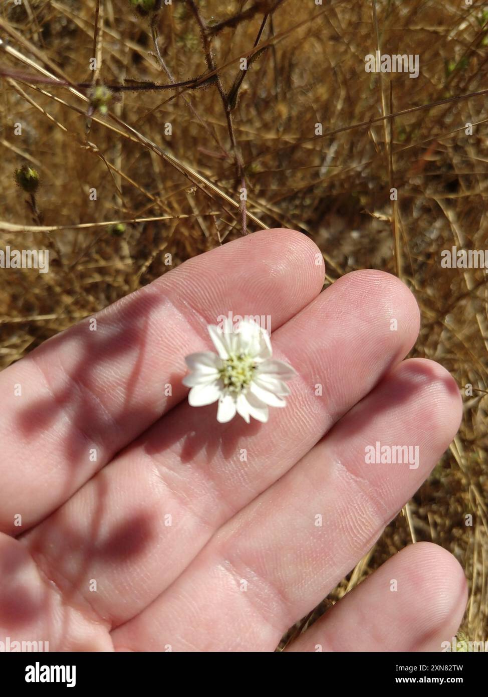 Woodrush tarweed (Hemizonia congesta luzulifolia) Plantae Stock Photo ...