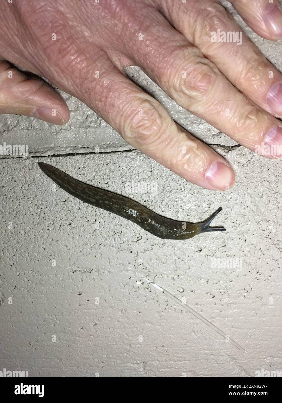 Yellow Cellar Slug (Limacus flavus) Mollusca Stock Photo - Alamy