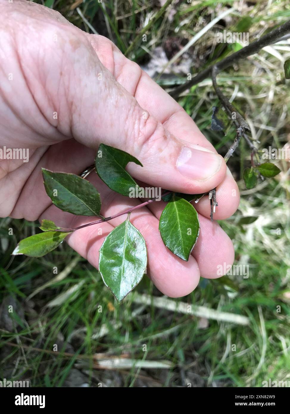 Large Gallberry (Ilex coriacea) Plantae Stock Photo - Alamy