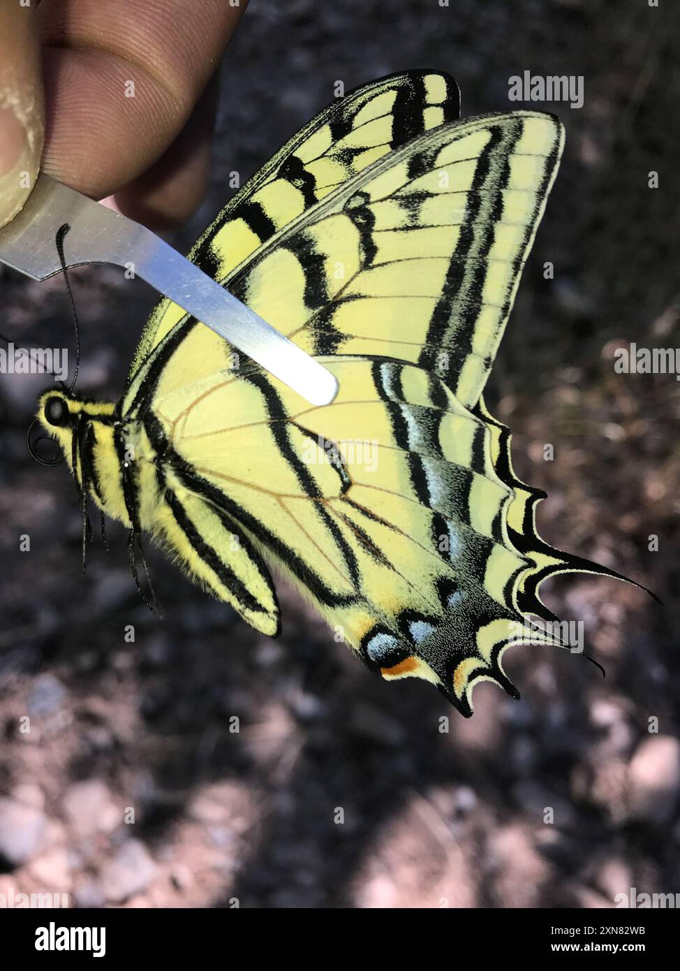 Two-tailed Swallowtail (Papilio multicaudata) Insecta Stock Photo - Alamy