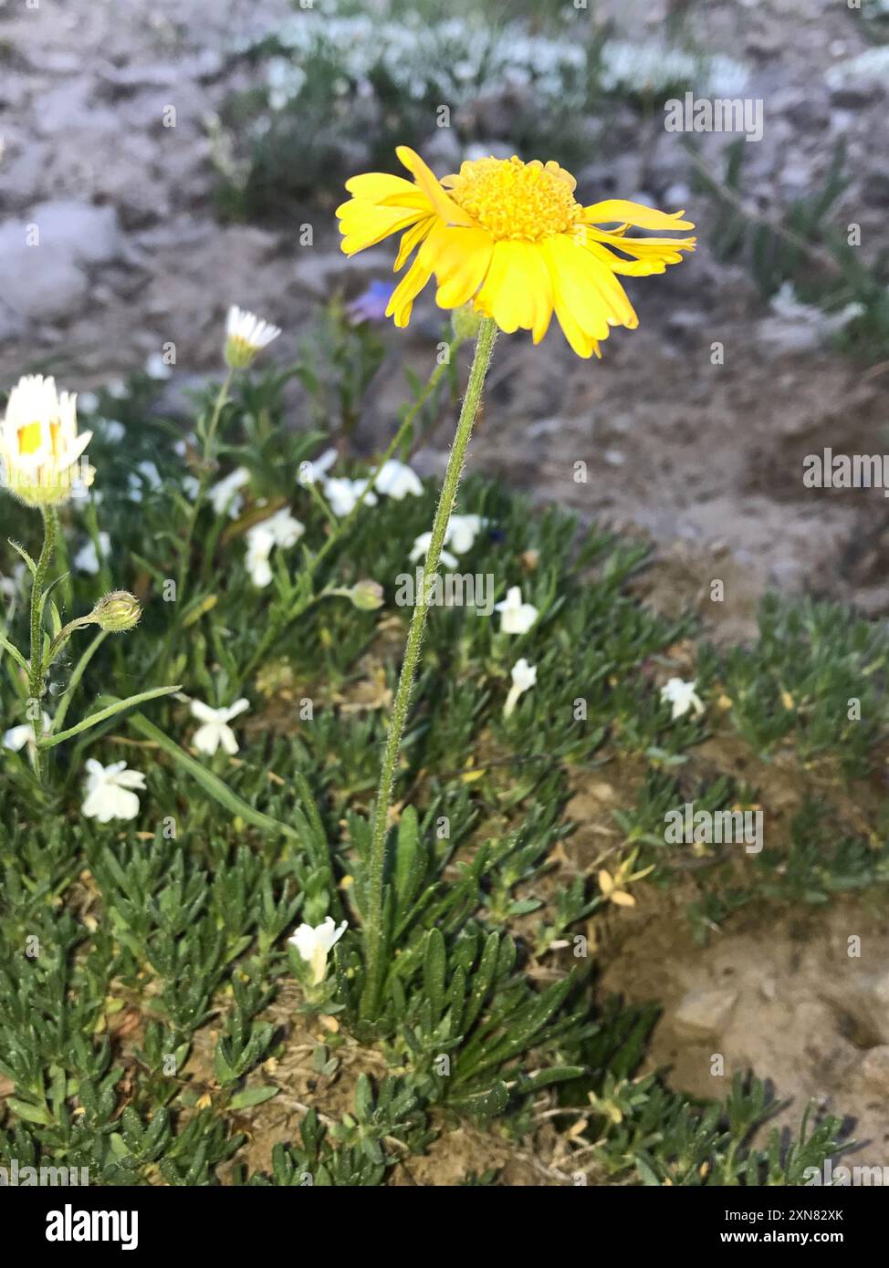 Stemless Four-nerved Daisy (Tetraneuris acaulis) Plantae Stock Photo ...
