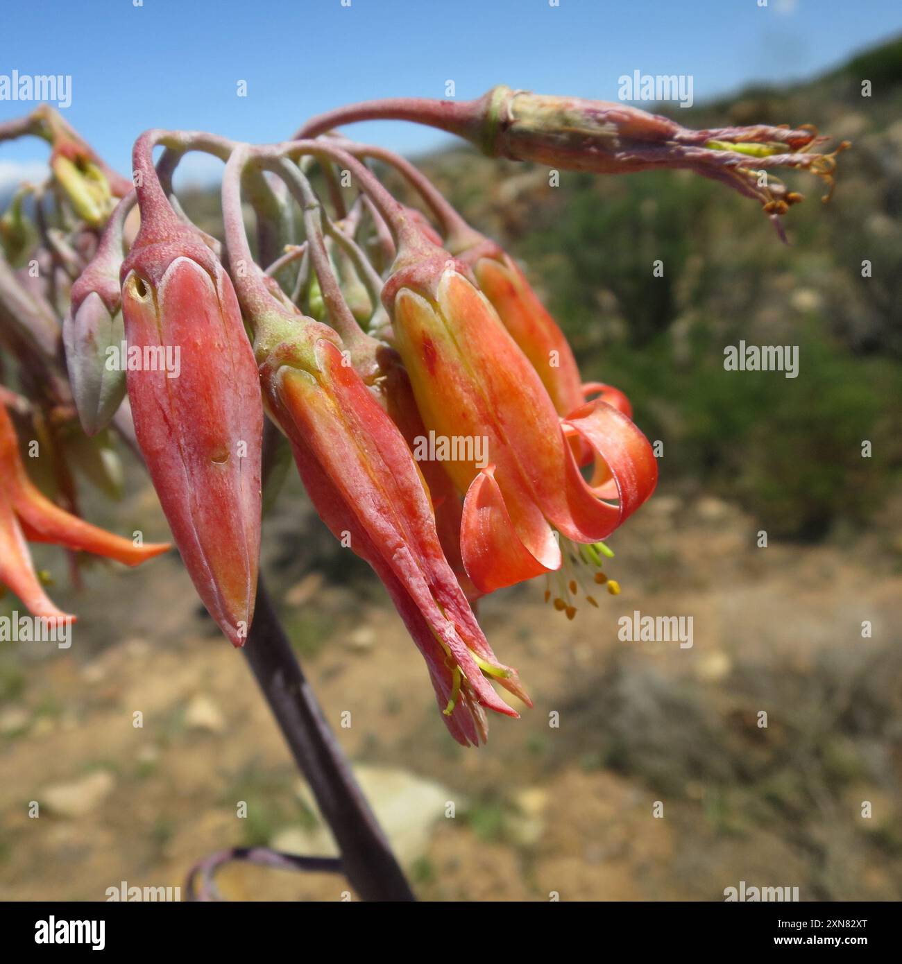 Purple Pigs Ear (Cotyledon orbiculata spuria) Plantae Stock Photo - Alamy