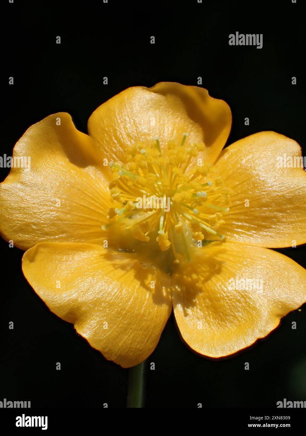 Indian Mallow (Abutilon indicum) Plantae Stock Photo - Alamy