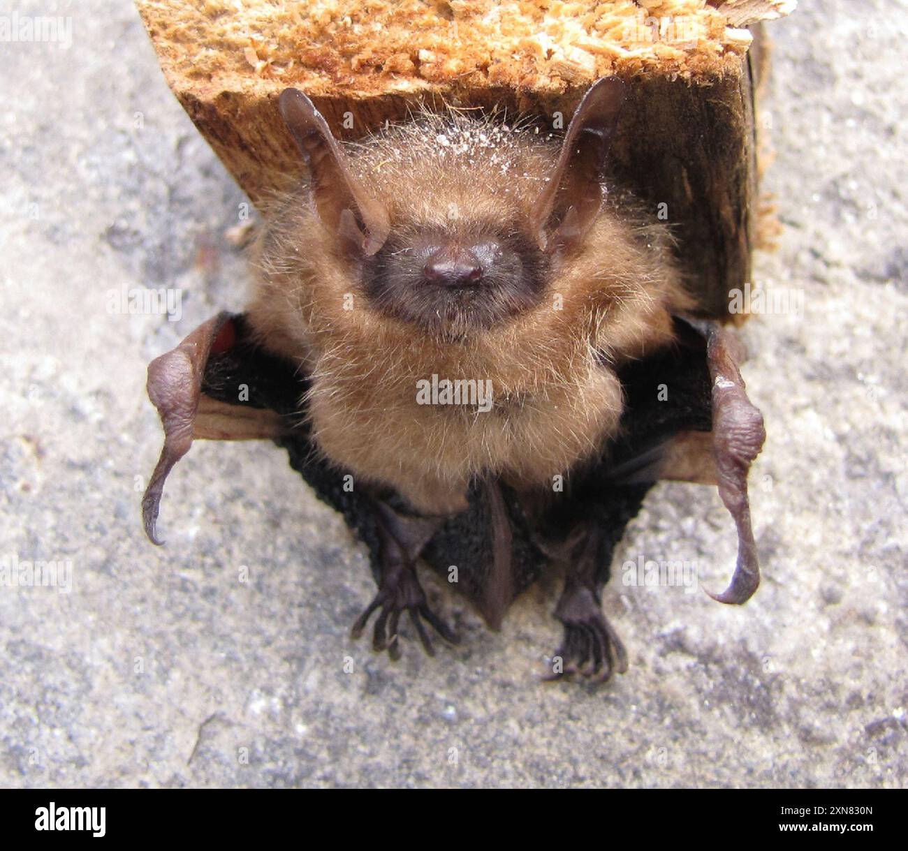 Tricolored Bat (Perimyotis subflavus) Mammalia Stock Photo - Alamy