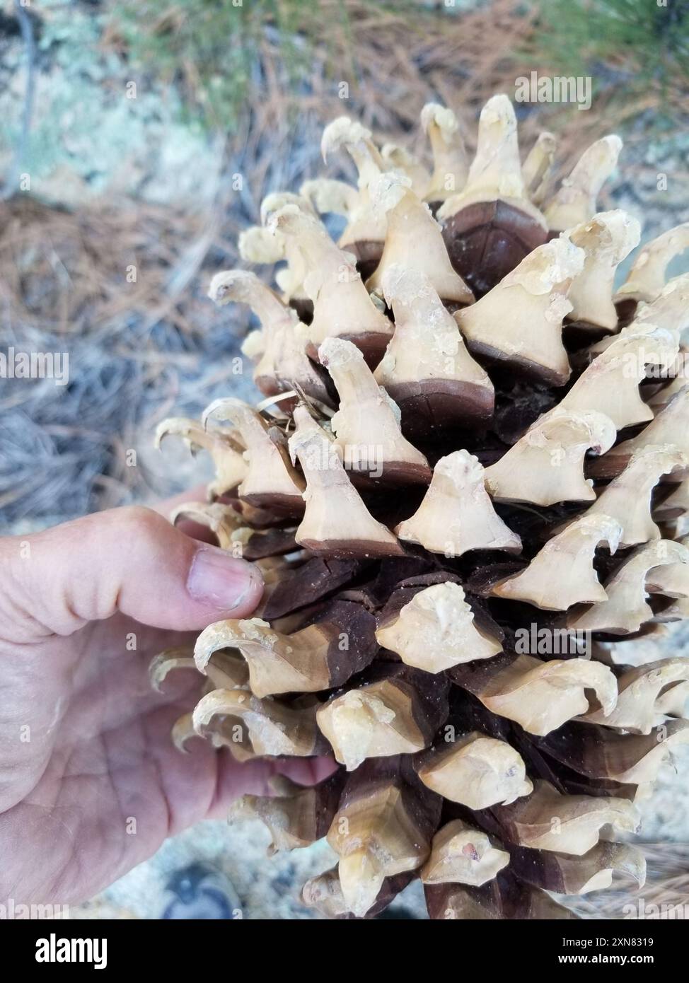Coulter pine (Pinus coulteri) Plantae Stock Photo - Alamy