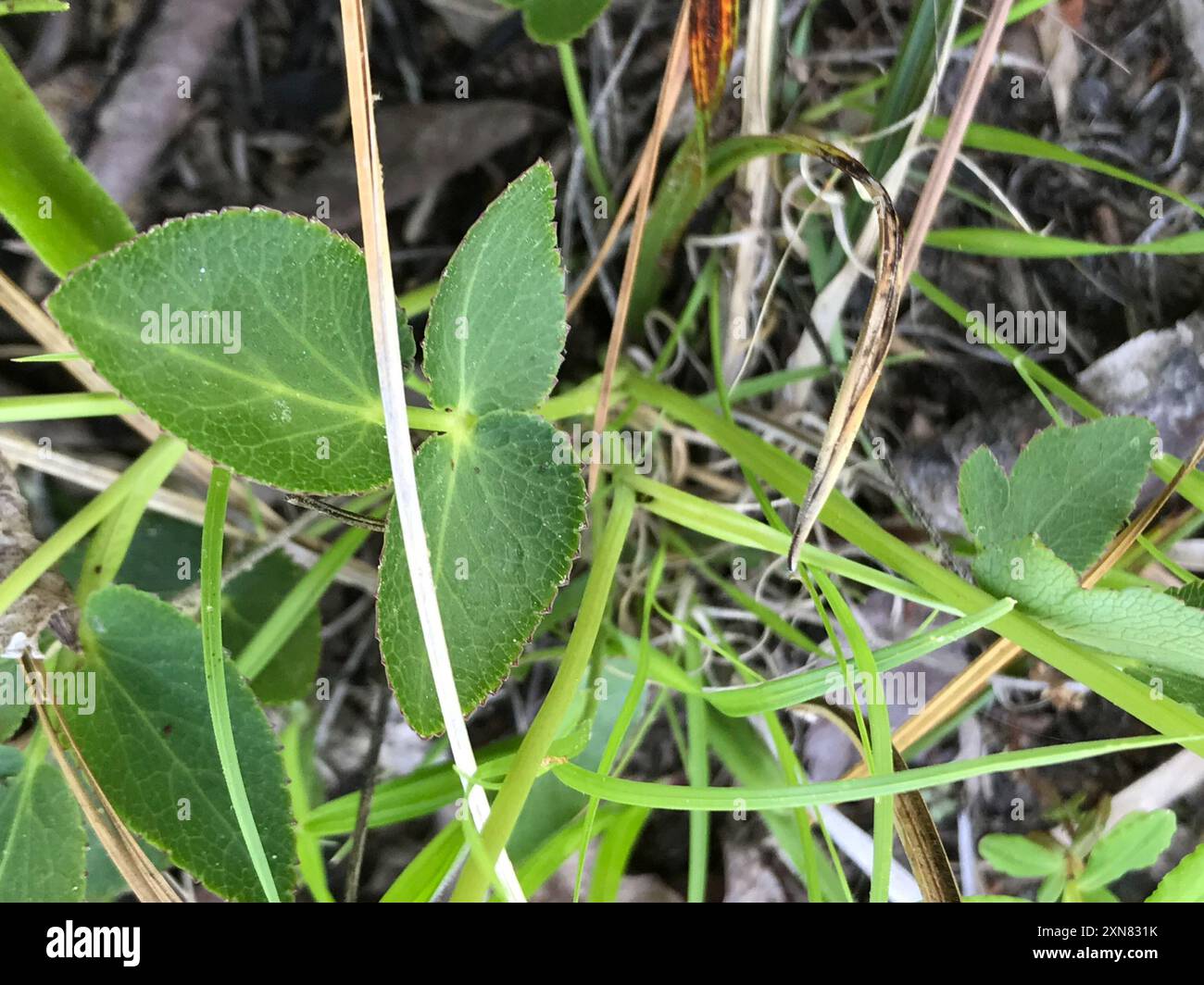 purple meadow-parsnip (Thaspium trifoliatum trifoliatum) Plantae Stock ...