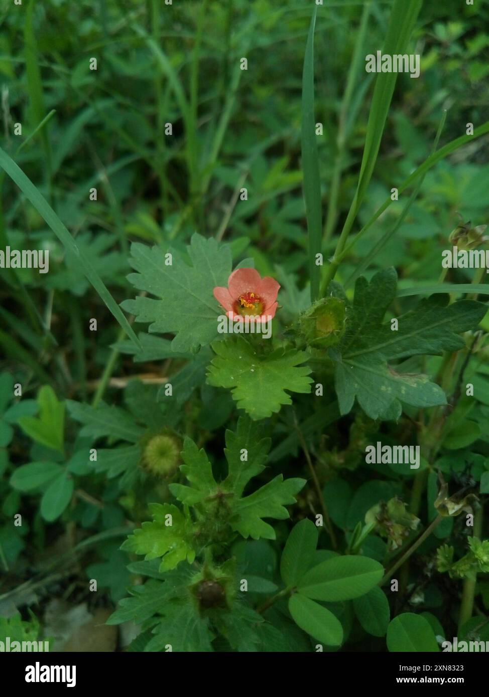 Carolina Bristlemallow (Modiola caroliniana) Plantae Stock Photo - Alamy