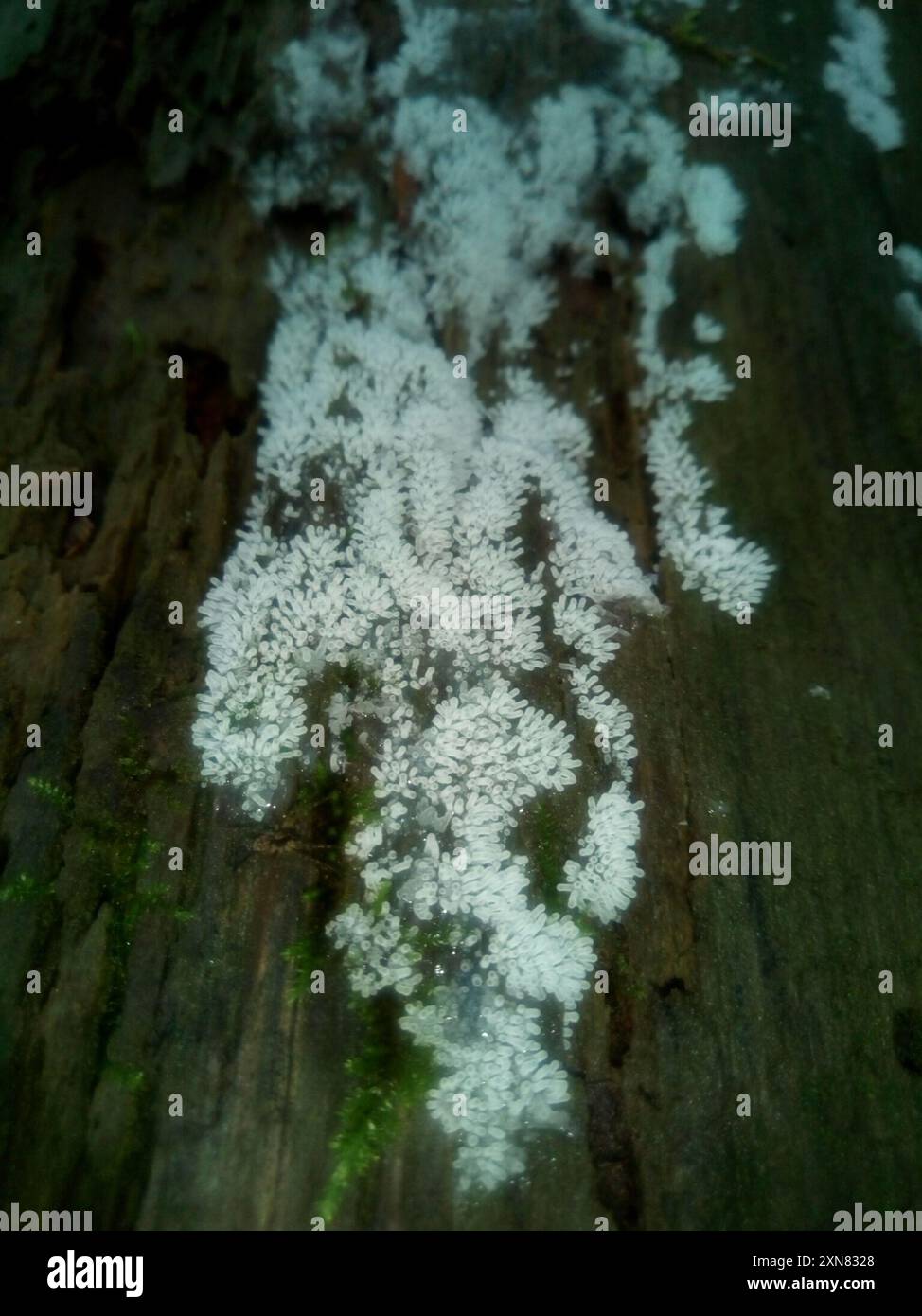 Honeycomb Coral Slime Mold (Ceratiomyxa fruticulosa) Protozoa Stock ...