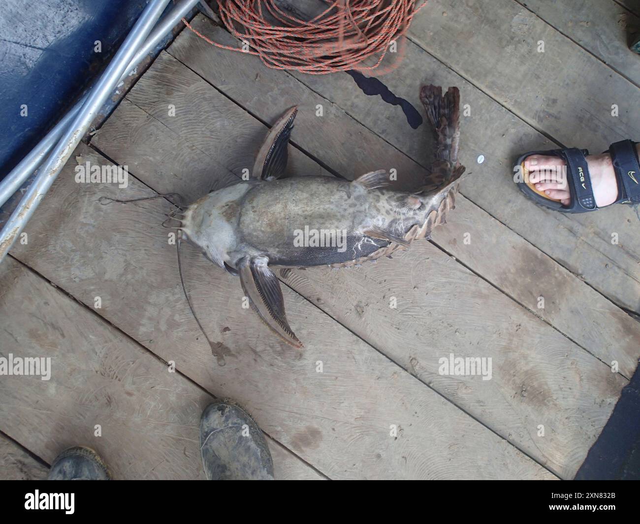 Giant Talking Catfish (Megalodoras uranoscopus) Actinopterygii Stock ...