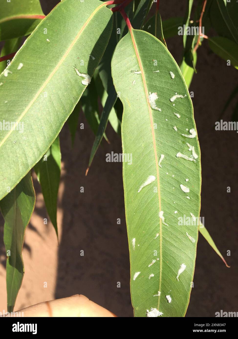 Spotted Gum Lerp Psyllid (Eucalyptolyma maideni) Insecta Stock Photo ...