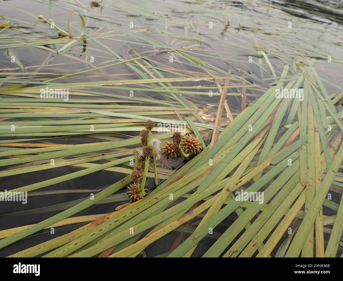 Floating Bur-reed (Sparganium fluctuans) Plantae Stock Photo - Alamy