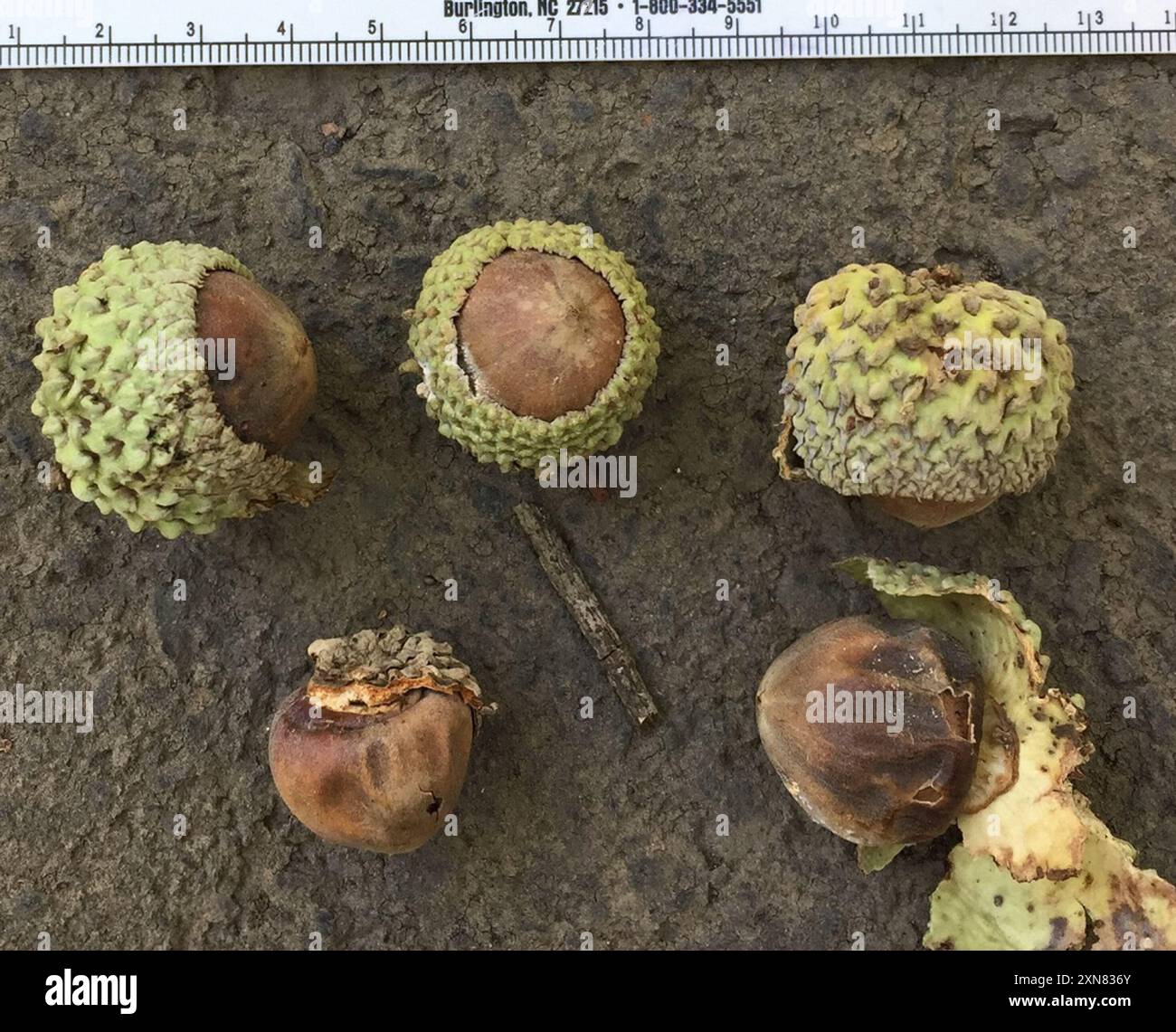 Quercus lyrata hi-res stock photography and images - Alamy