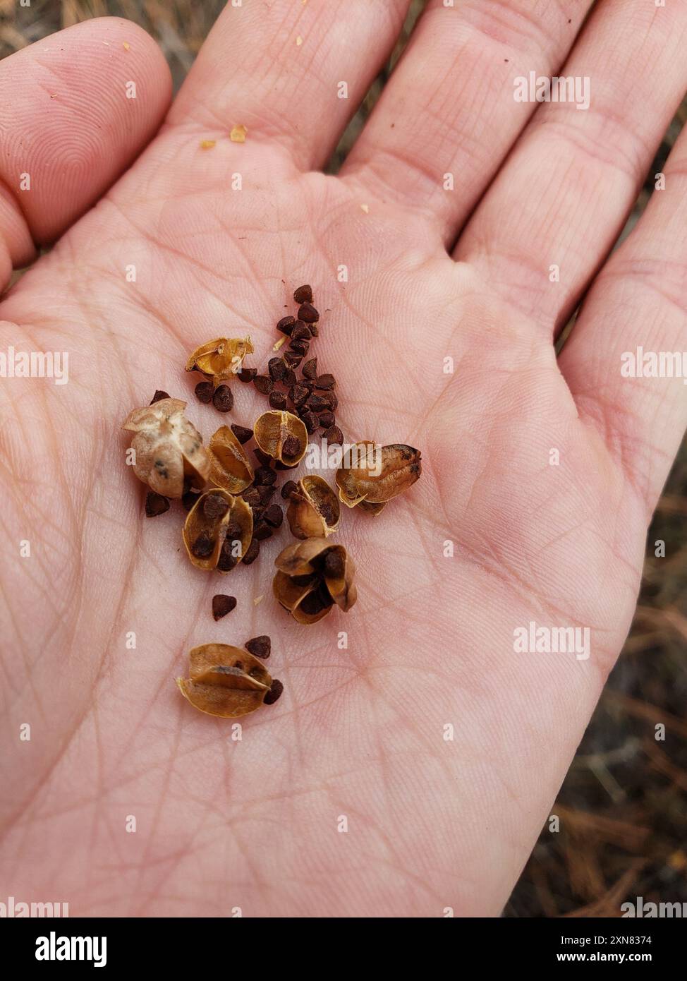 inflated grasswidow (Olsynium douglasii inflatum) Plantae Stock Photo ...