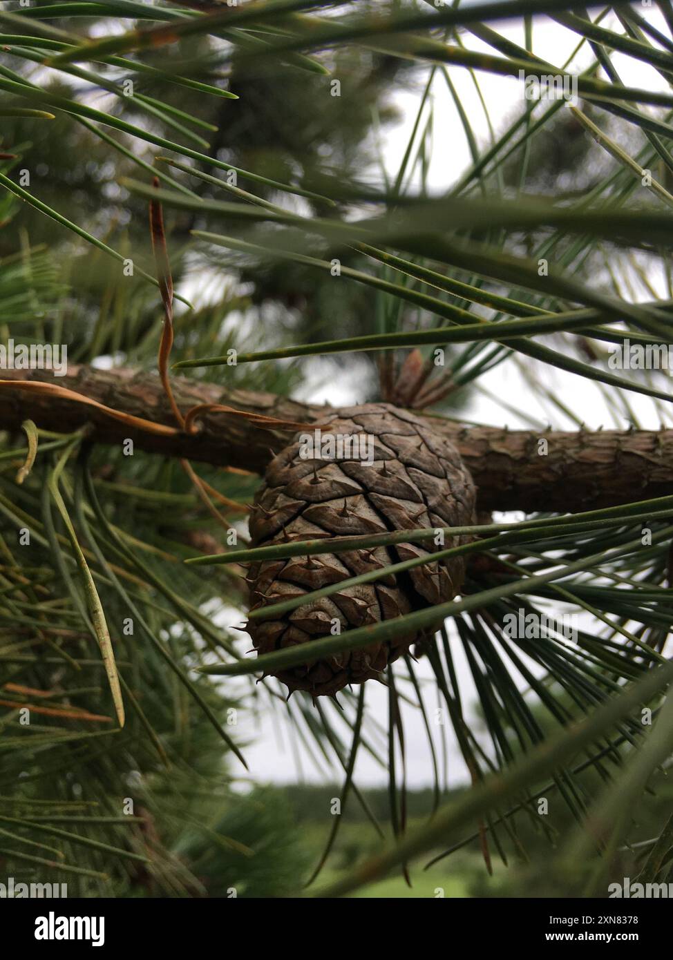 pitch pine (Pinus rigida) Plantae Stock Photo - Alamy