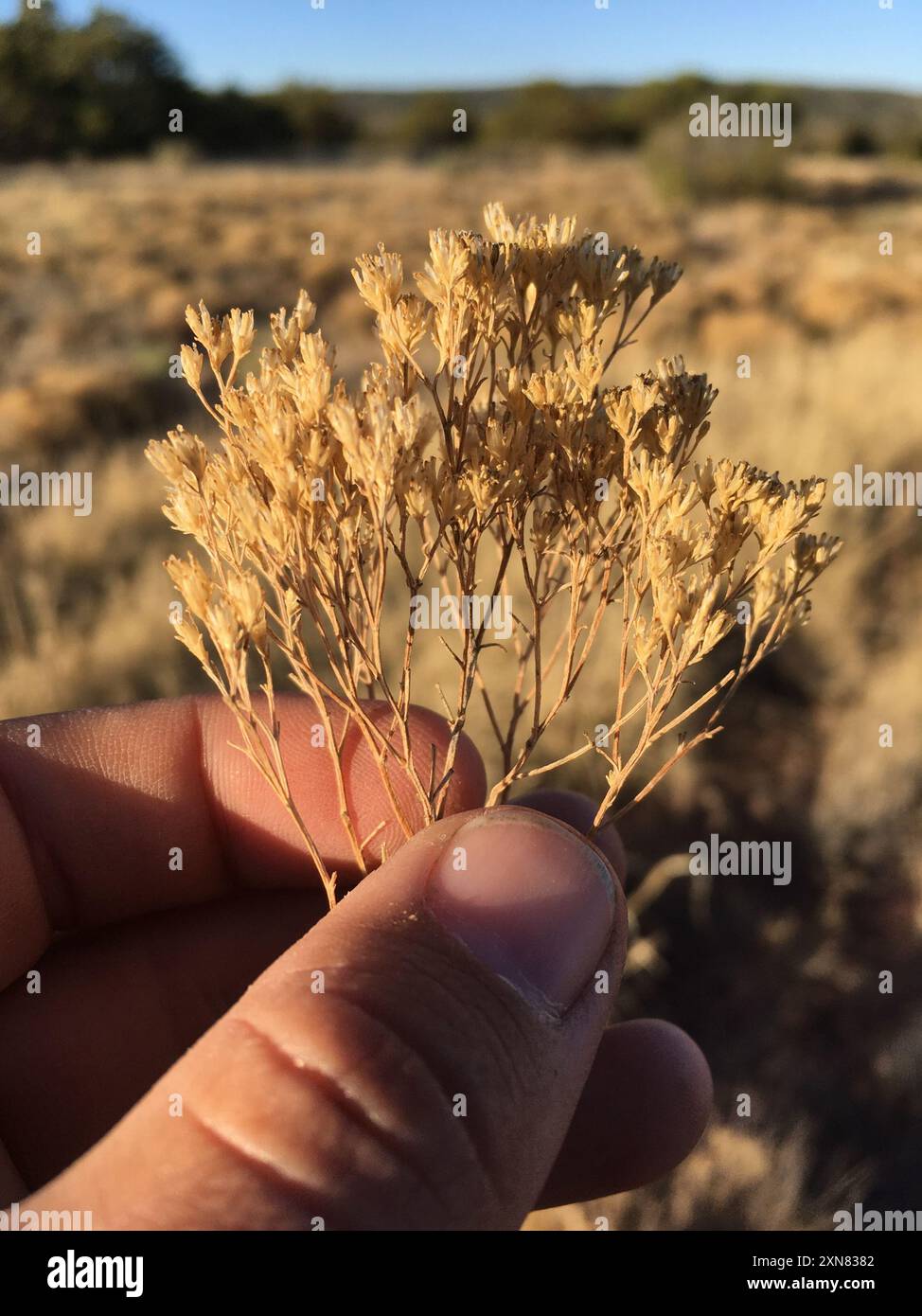 Broom Snakeweed (Gutierrezia sarothrae) Plantae Stock Photo - Alamy