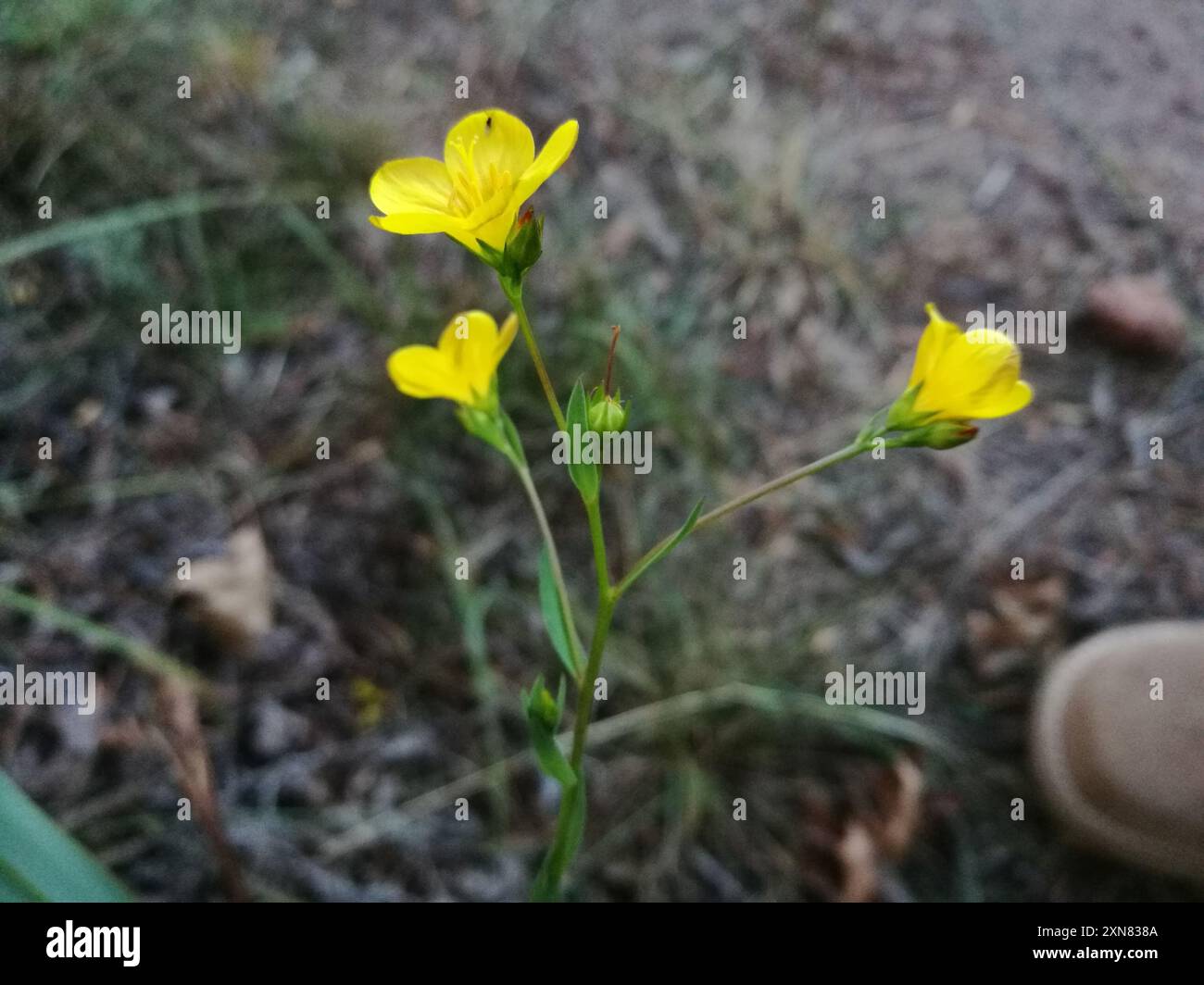 Half-mast Flax (Linum africanum) Plantae Stock Photo - Alamy