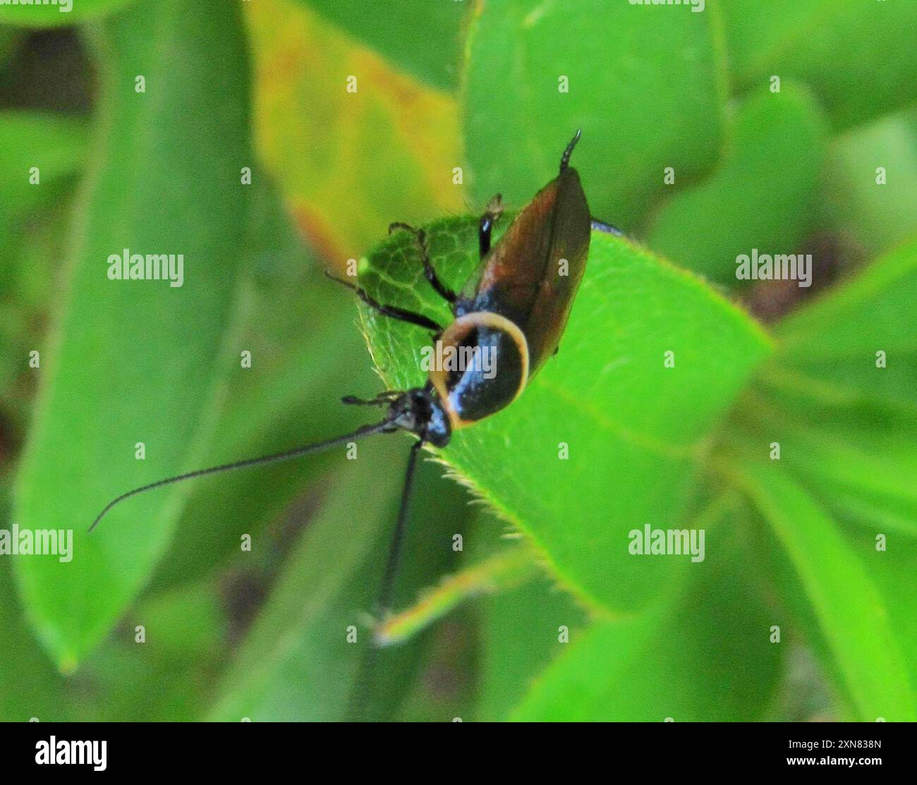 (Pseudomops neglectus) Insecta Stock Photo - Alamy