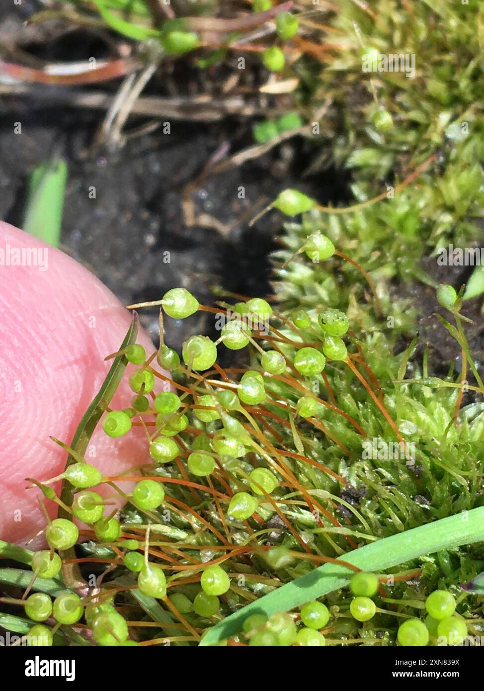 common bladder moss (Physcomitrium pyriforme) Plantae Stock Photo - Alamy