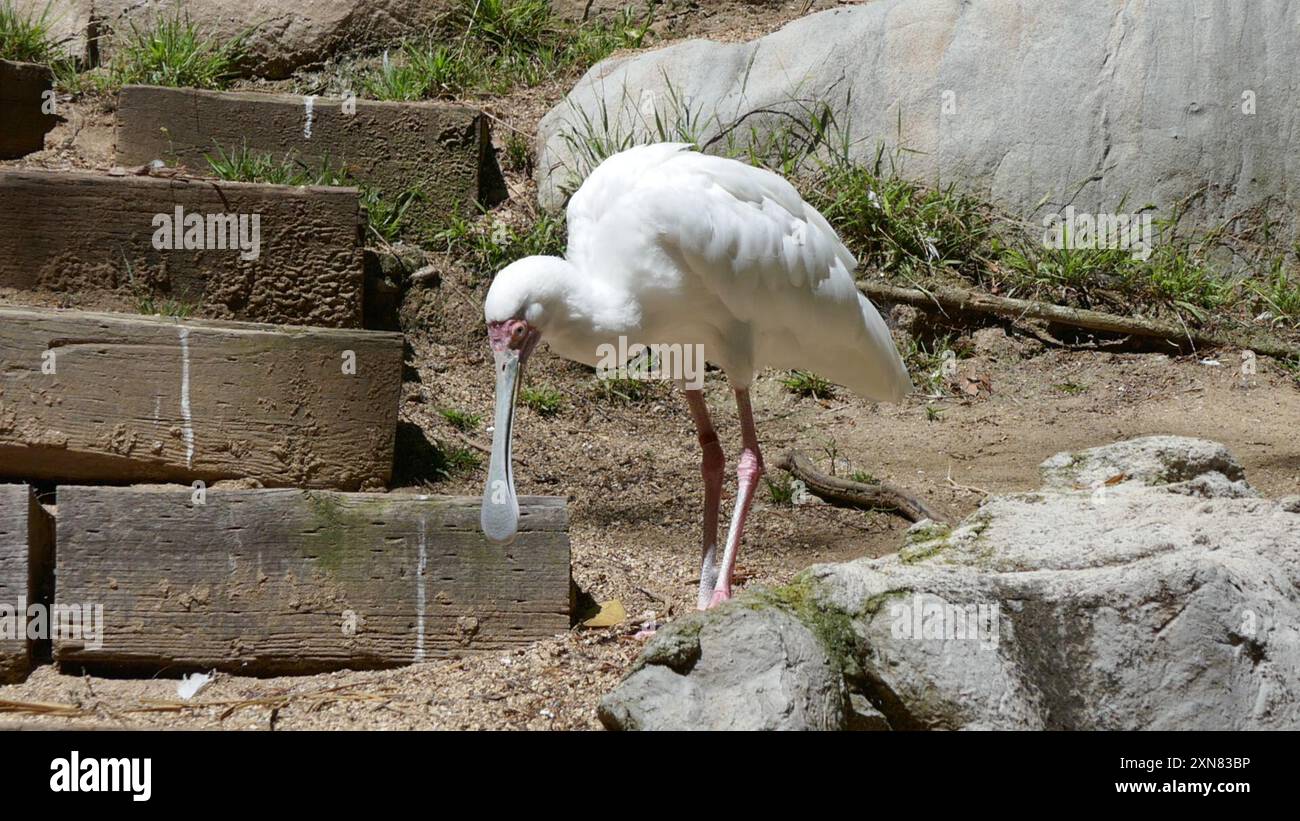 Los Angeles, California, USA 29th July 2024 Spoonbill in Aviary at LA ...
