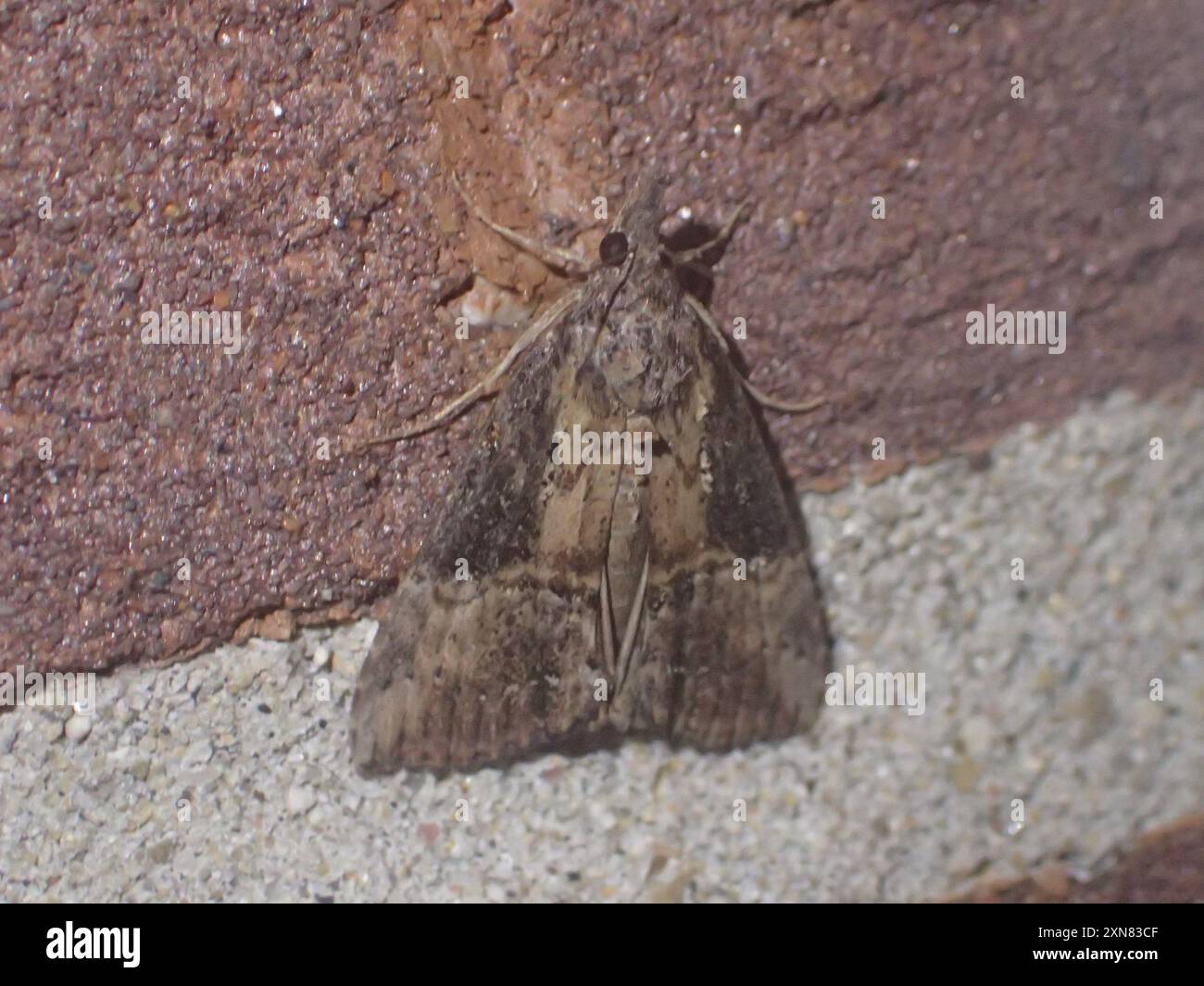 Green Cloverworm Moth (Hypena scabra) Insecta Stock Photo - Alamy