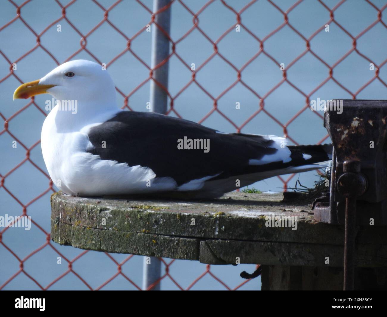 Southern Black-backed Gull (Larus dominicanus dominicanus) Aves Stock ...