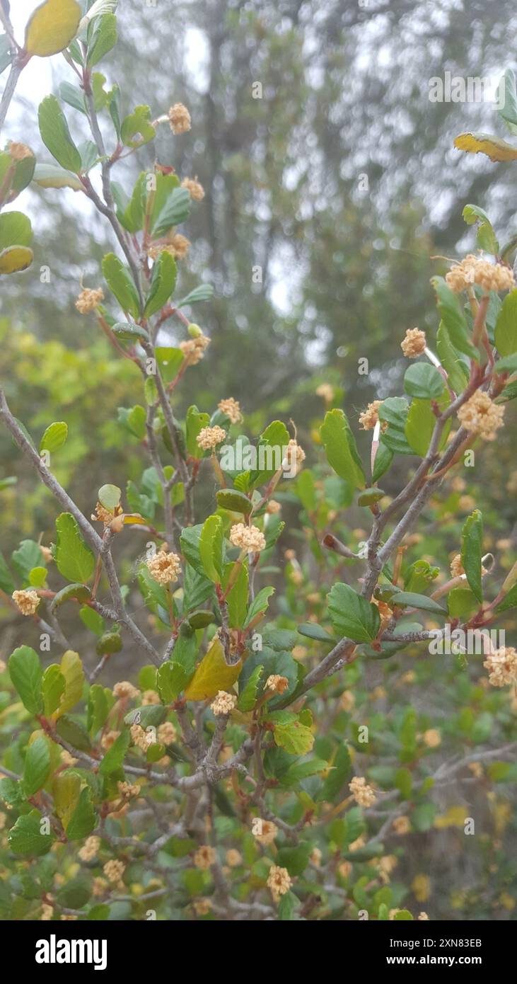smooth mountain mahogany (Cercocarpus minutiflorus) Plantae Stock Photo ...