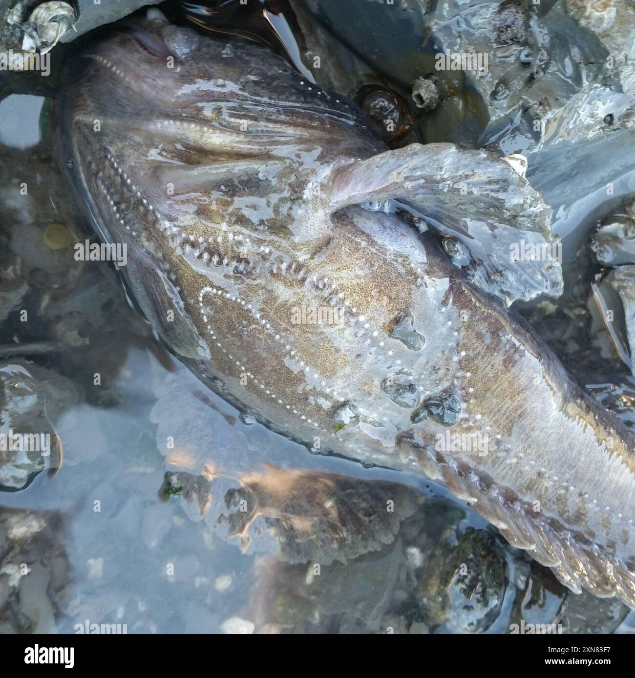 Plainfin hi-res stock photography and images - Alamy