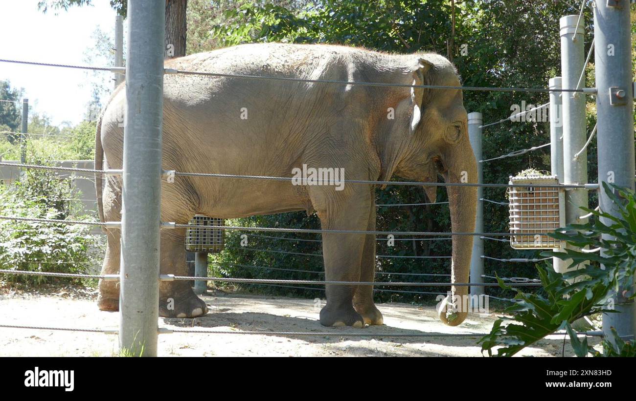 Los Angeles, California, USA 29th July 2024 Asian Elephant at LA Zoo on ...
