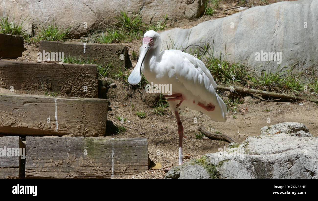 Los Angeles, California, USA 29th July 2024 Spoonbill in Aviary at LA ...