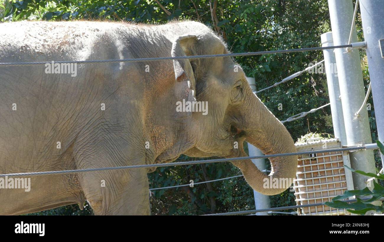 Los Angeles, California, USA 29th July 2024 Asian Elephant at LA Zoo on ...