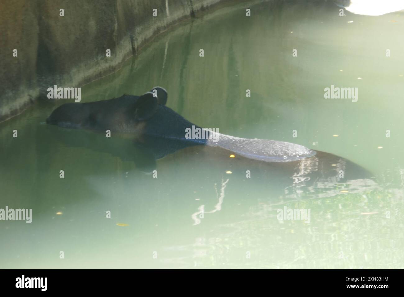 Los Angeles, California, USA 29th July 2024 Central American Tapir in ...