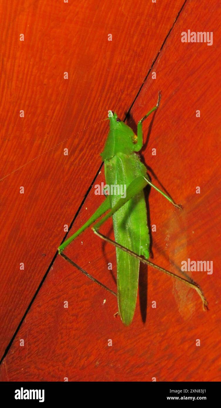 Common Coneheads (Neoconocephalus) Insecta Stock Photo - Alamy