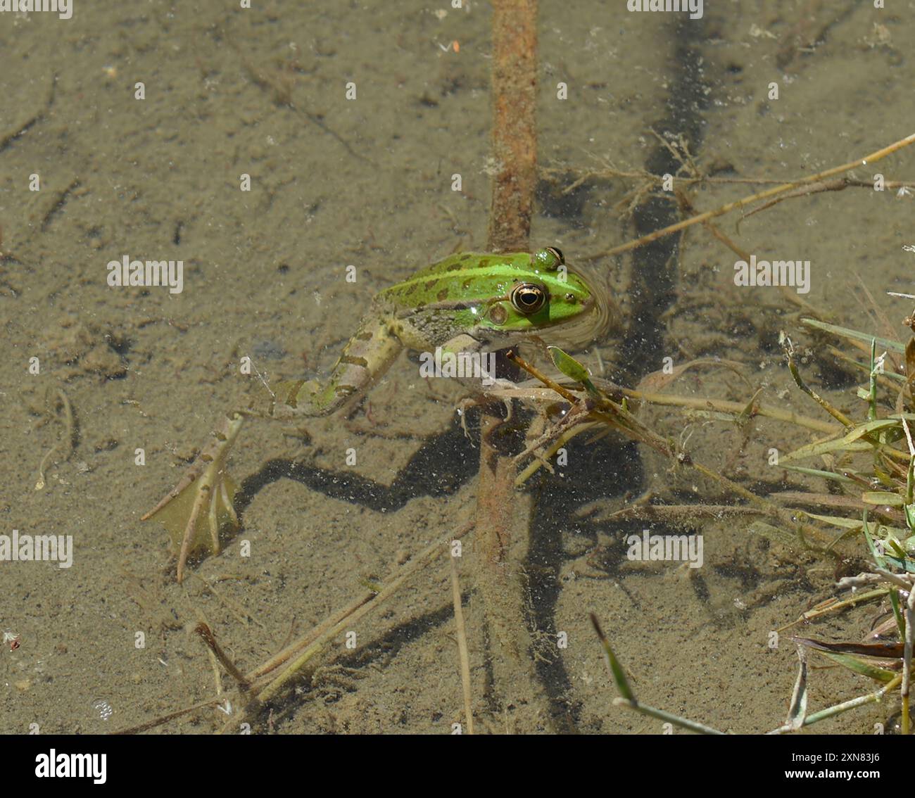 Marsh Frog (Pelophylax ridibundus) Amphibia Stock Photo - Alamy