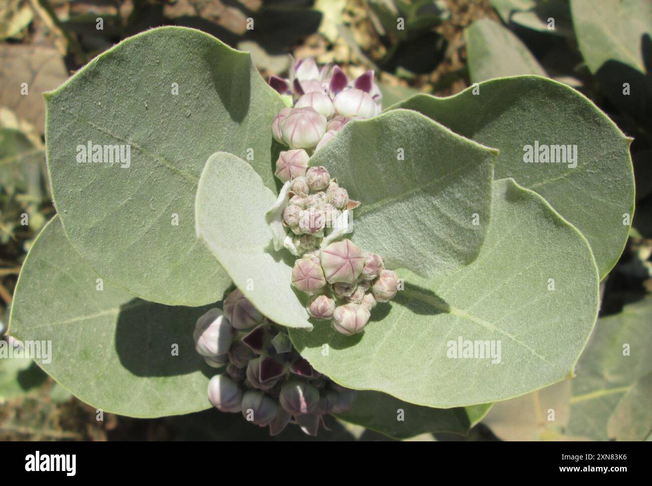 giant milkweed (Calotropis procera) Plantae Stock Photo - Alamy