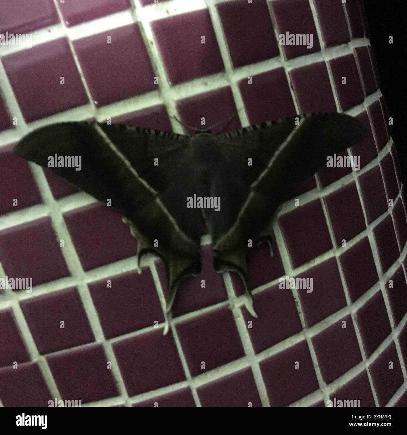 Tropical Swallowtail Moth (Lyssa zampa) Insecta Stock Photo - Alamy