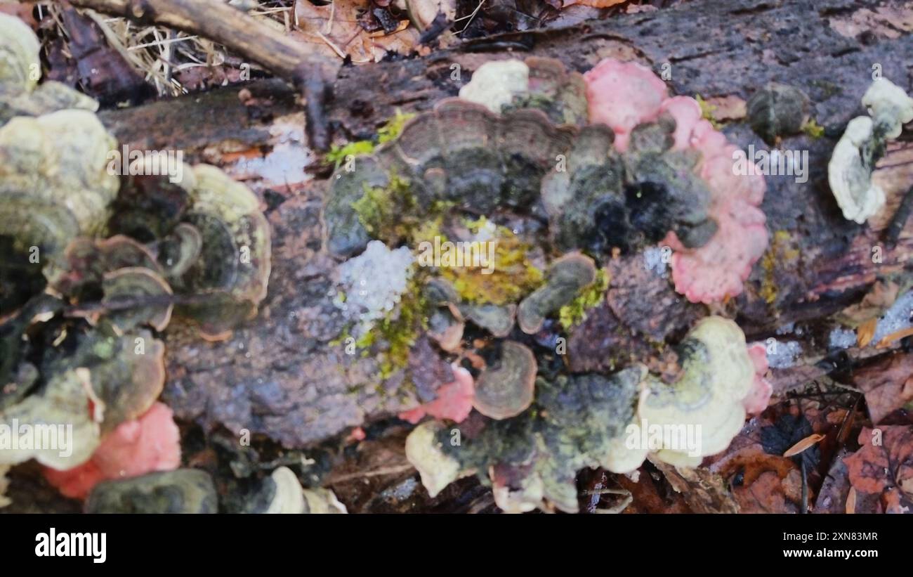 Coral pink merulius hi-res stock photography and images - Alamy
