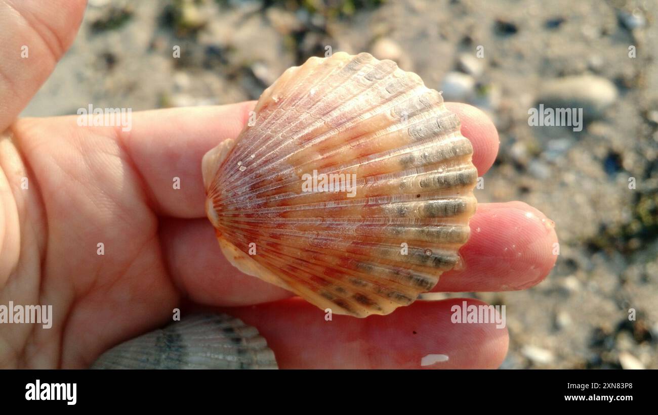 Atlantic Bay Scallop (Argopecten irradians) Mollusca Stock Photo - Alamy